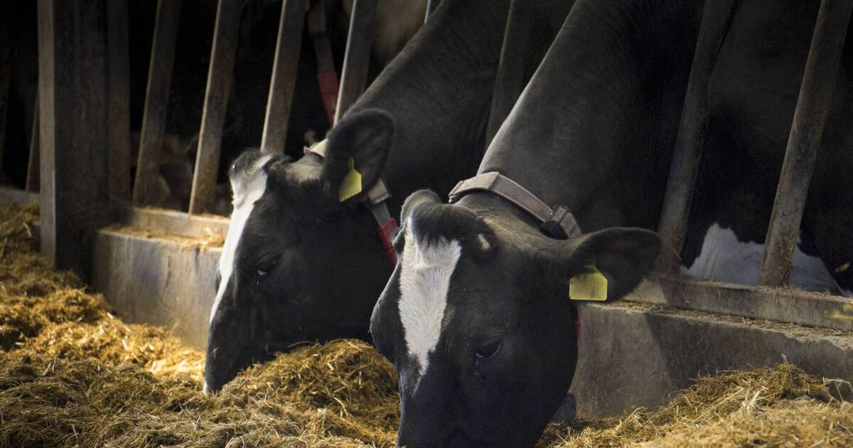 Abomasal ulcers in milking cows — the mysterious disease
