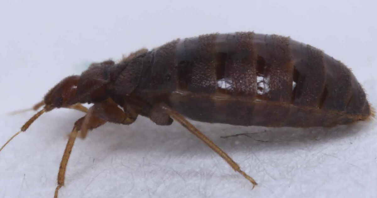 Irish rugby fans warned of bedbug risk in Paris ahead of New Zealand clash