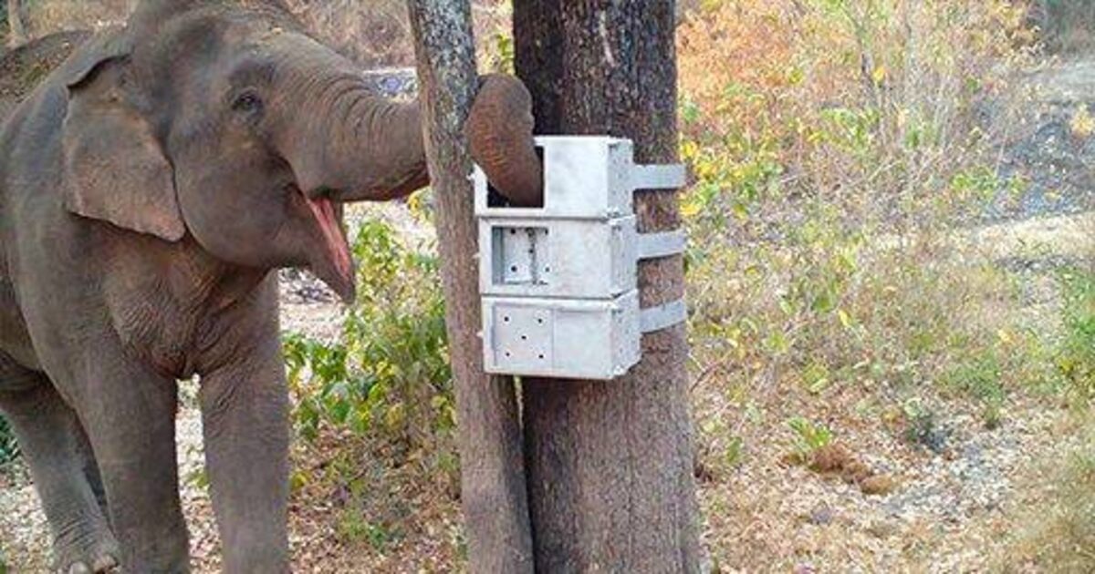 Richard Collins: Does an elephant's big brain help them with problem ...