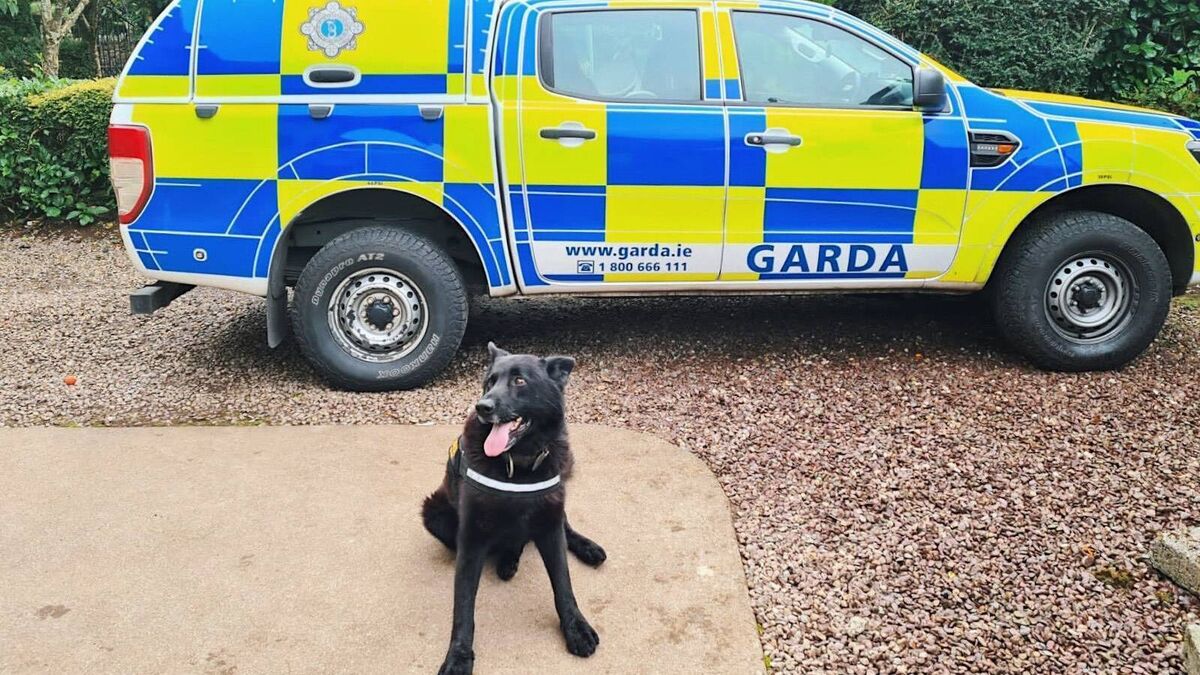 'Thank you for your service': Garda dog Laser to enjoy retirement in Cork