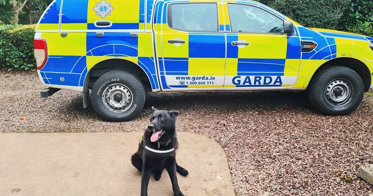 'Thank you for your service': Garda dog Laser to enjoy retirement in Cork