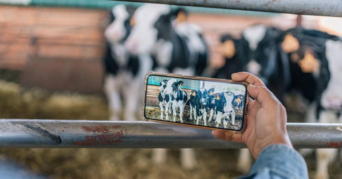 Smart technology is giving dairy farmers greater work-life balance