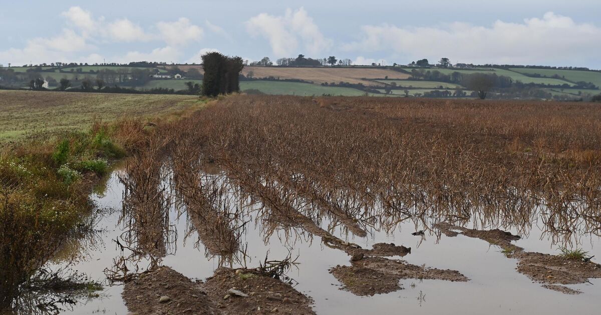 Growers seek support from Government for unharvested crops