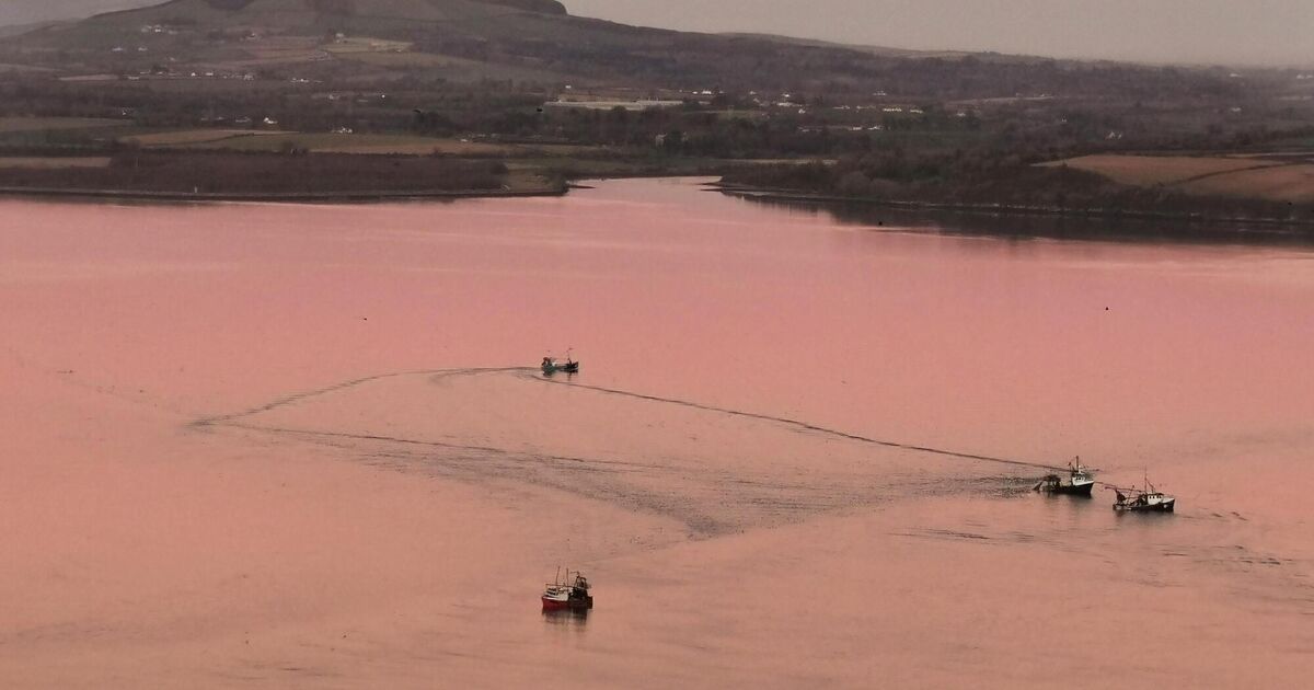Resumption of sprat trawling in Kenmare Bay 'wiping out marine life'