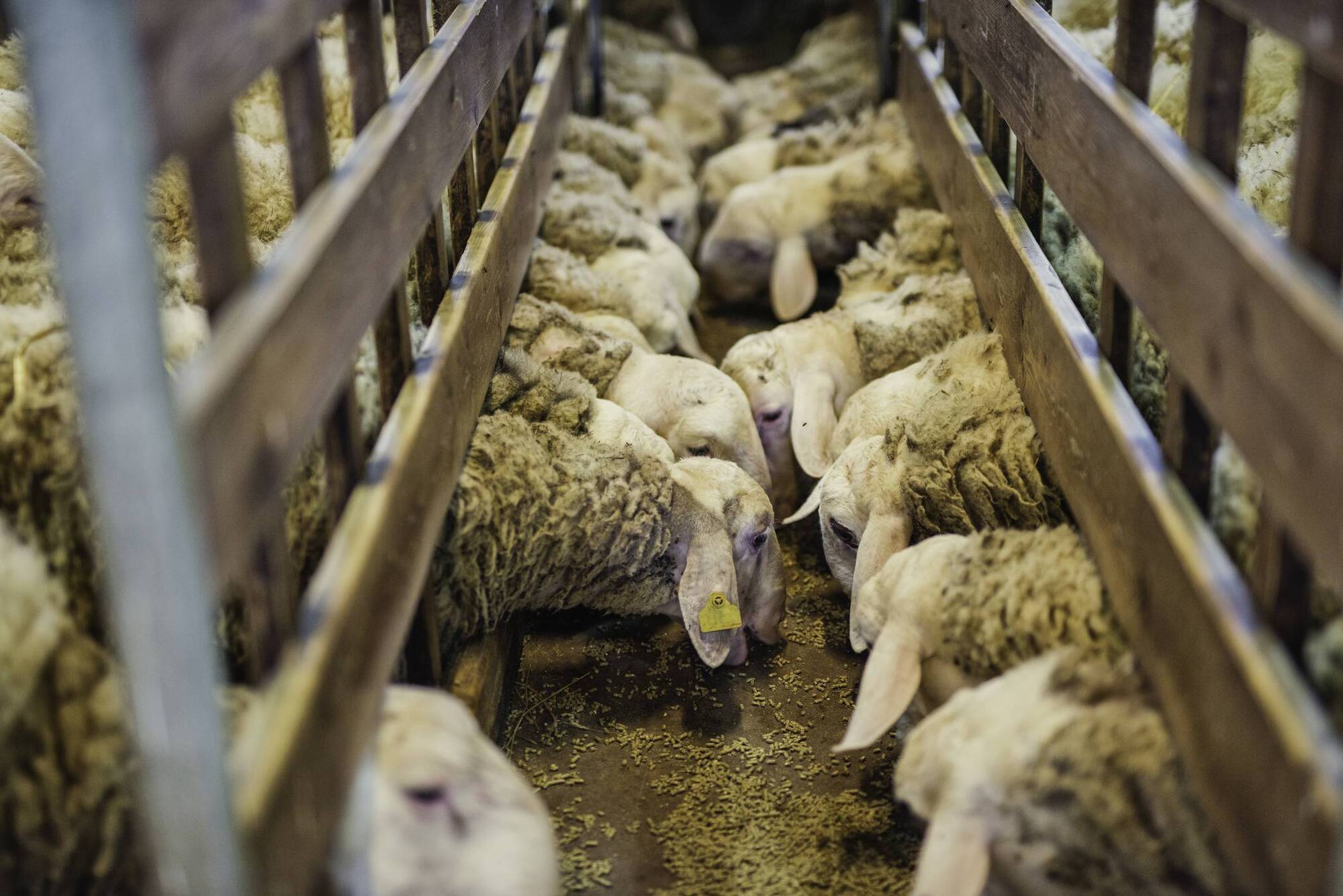 Should I finish my lambs or sell them as stores?