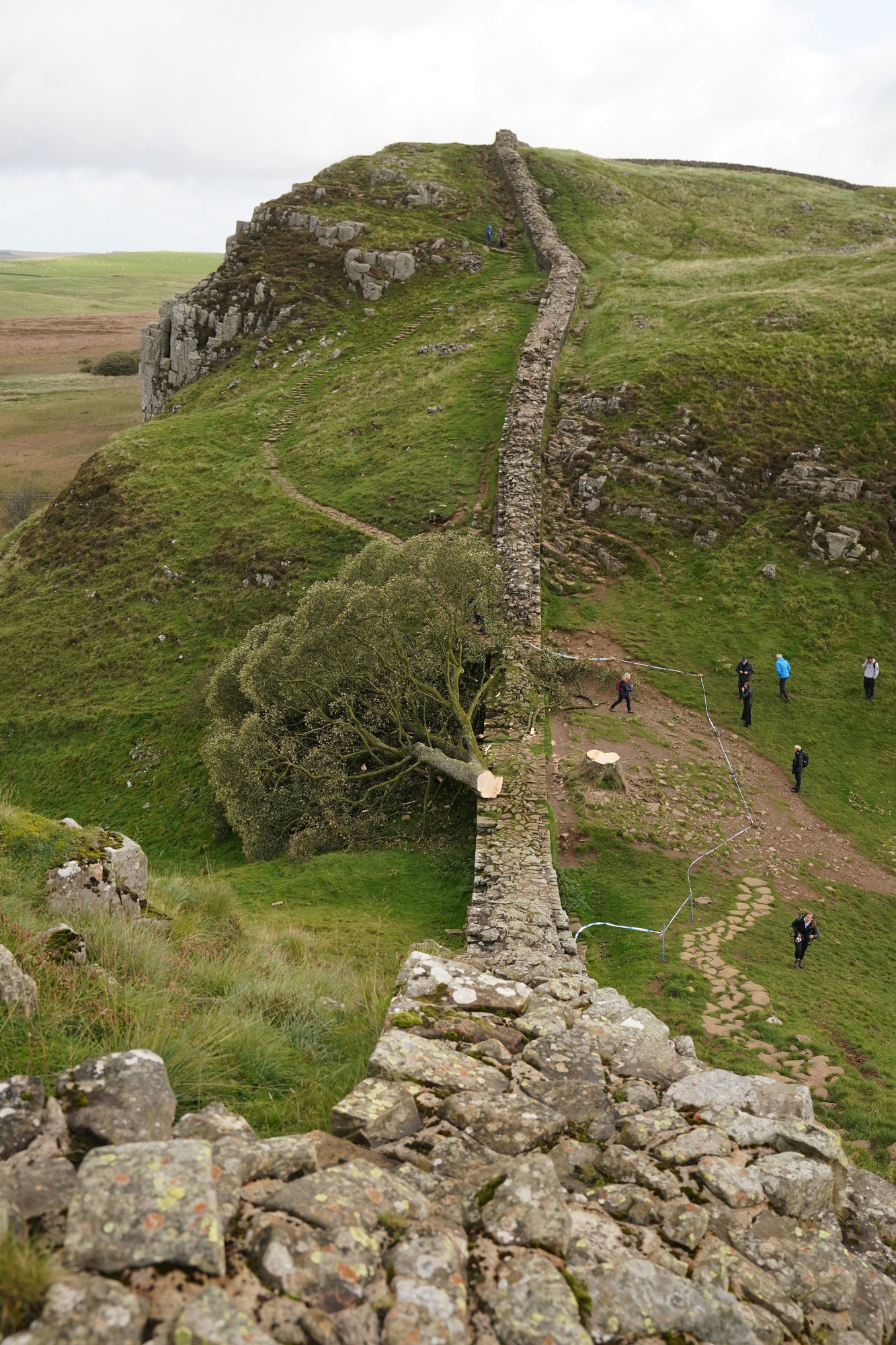 Hadrian’s Wall was damaged by felled Sycamore Gap tree, experts say