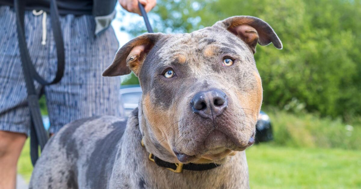 Stricter rules on controlling dogs to be introduced