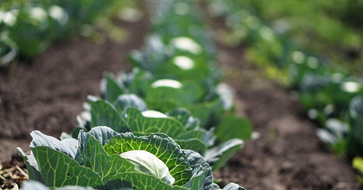 Investment aid scheme opens for horticulture sector