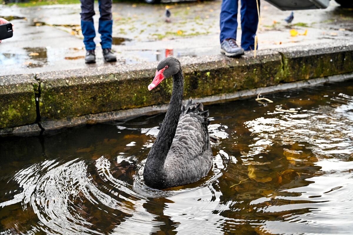 Cork's famous black swan returns to reprise her role at the lake