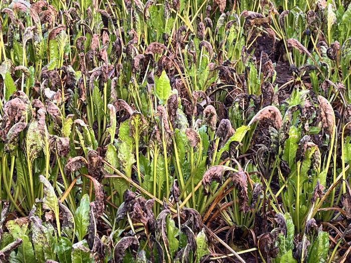 Good season for beet but Cercospora leaf spot causing leaf deterioration