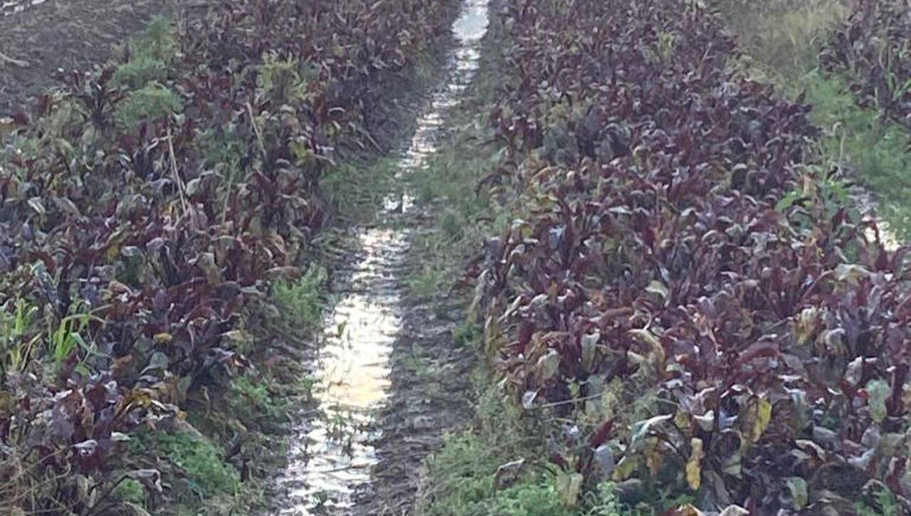 Cork crisp company appeals to public for help in harvesting beetroot ...