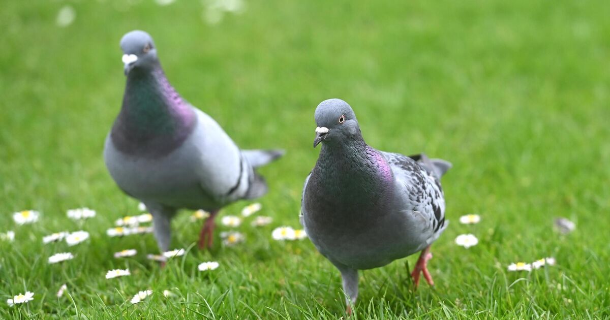 Anja Murray: Pigeons and doves — and peace and learning