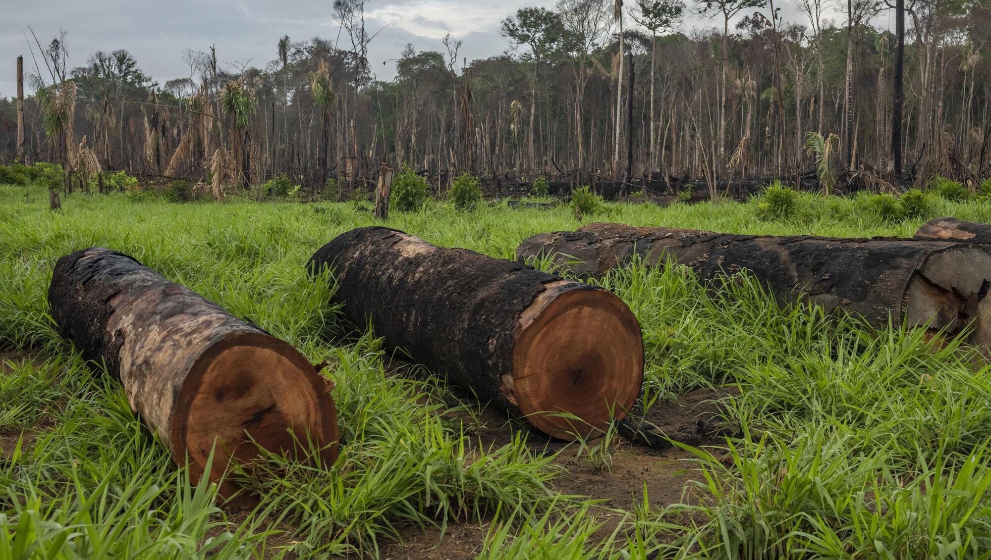 New research suggests plants might be able to absorb more CO2 from ...