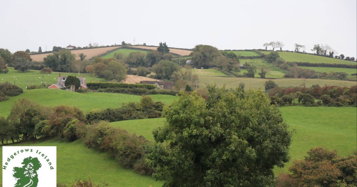 Learn how to lay a new hedgerow and how to look after an existing one