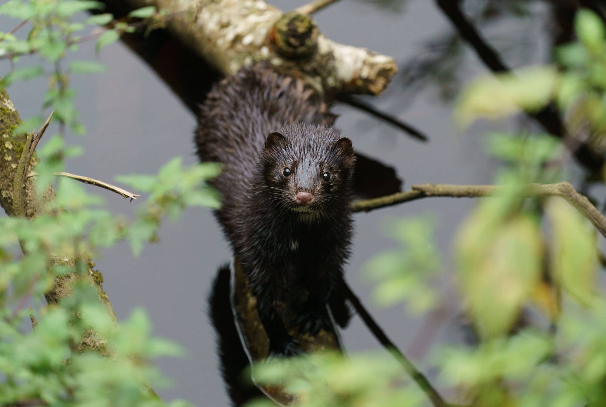 Government preparing plan to control mink