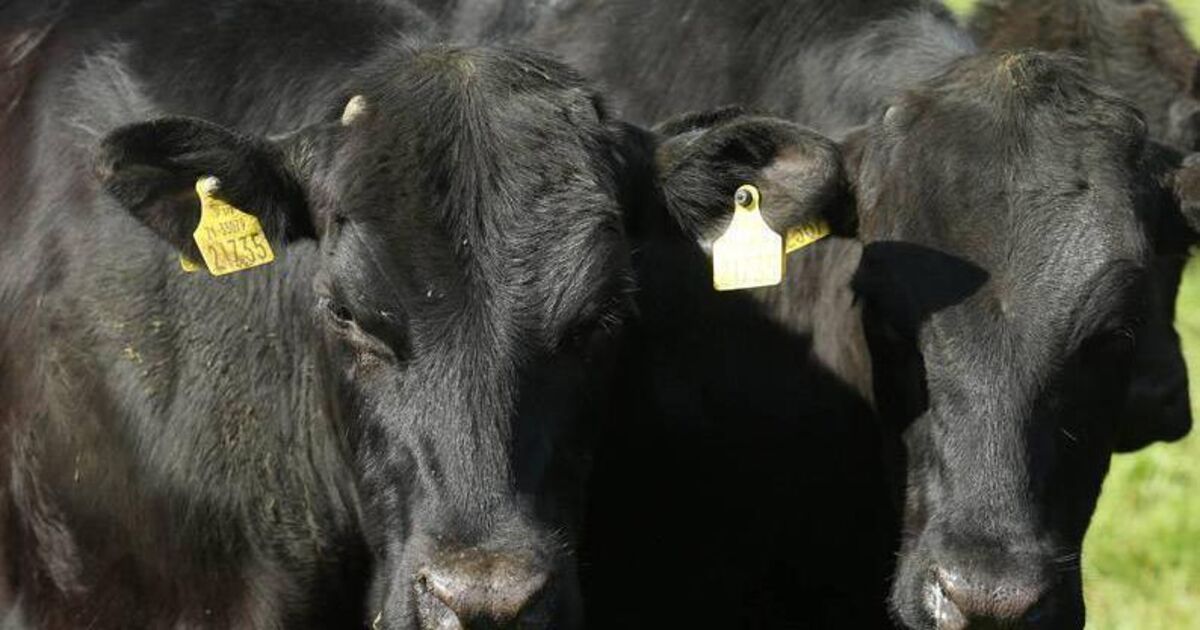 PGI application process begins for Certified Irish Angus Beef