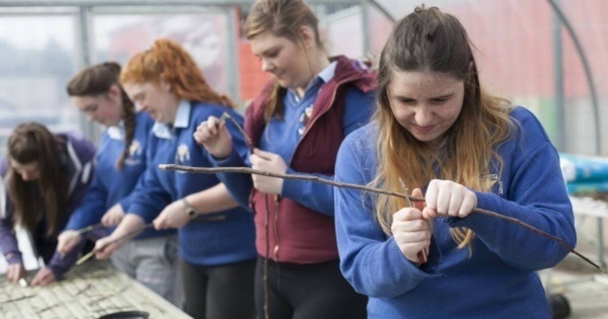 Limerick school project combine sculpture, science, and local apple trees