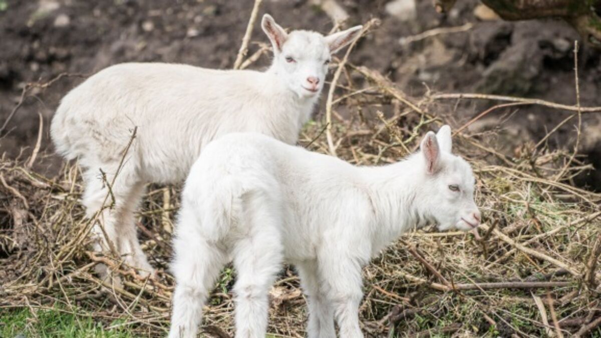 This, That, and the tale of a rare goat/sheep hybrid species in Co Mayo