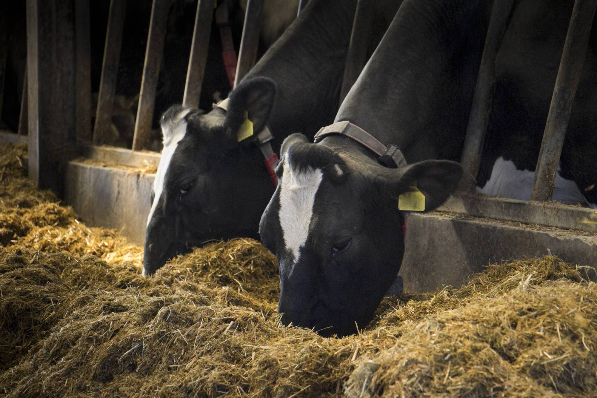 Dry cow diets—a steady transition makes all the difference