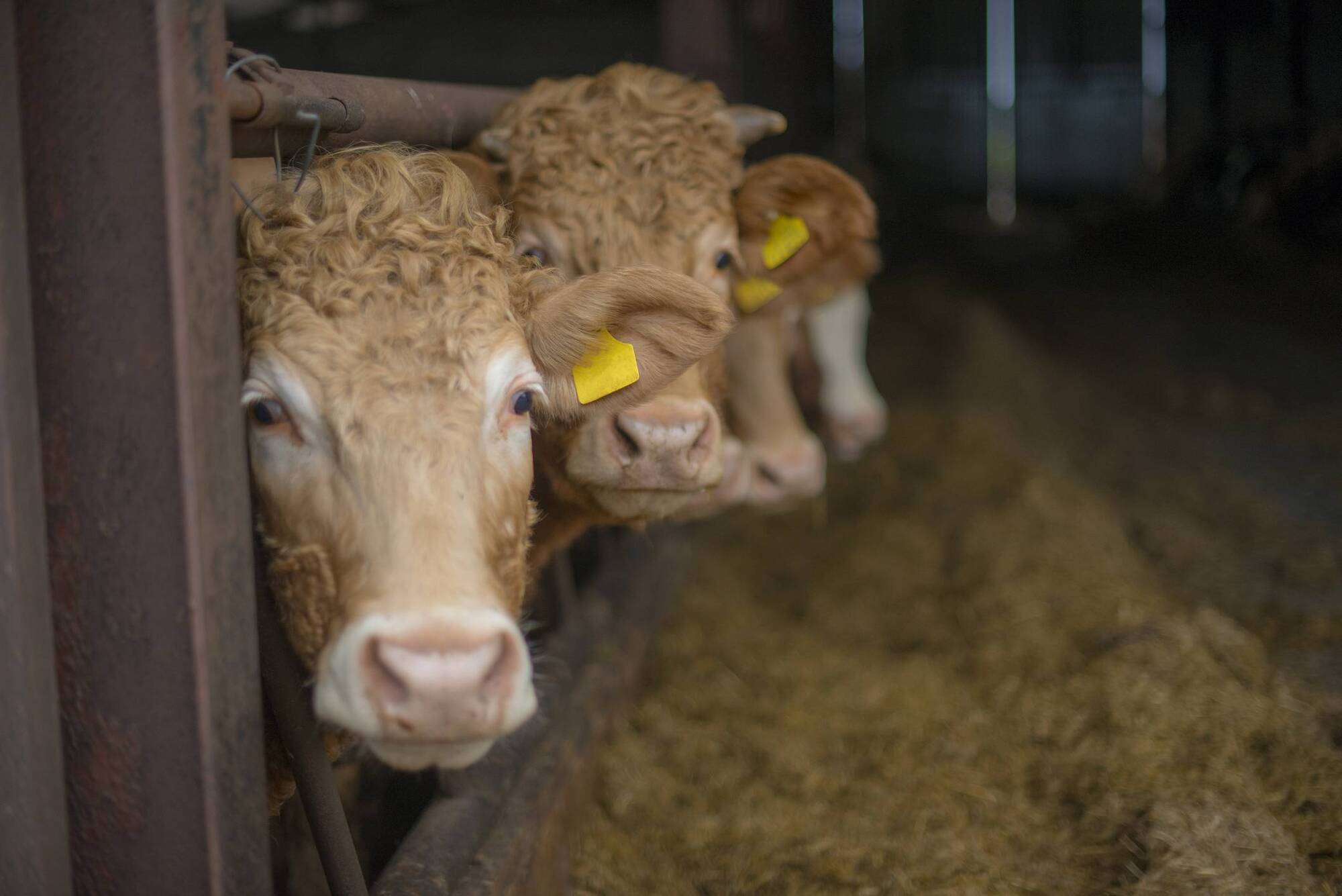 Farmers begin receiving balancing payments under Fodder Support Scheme