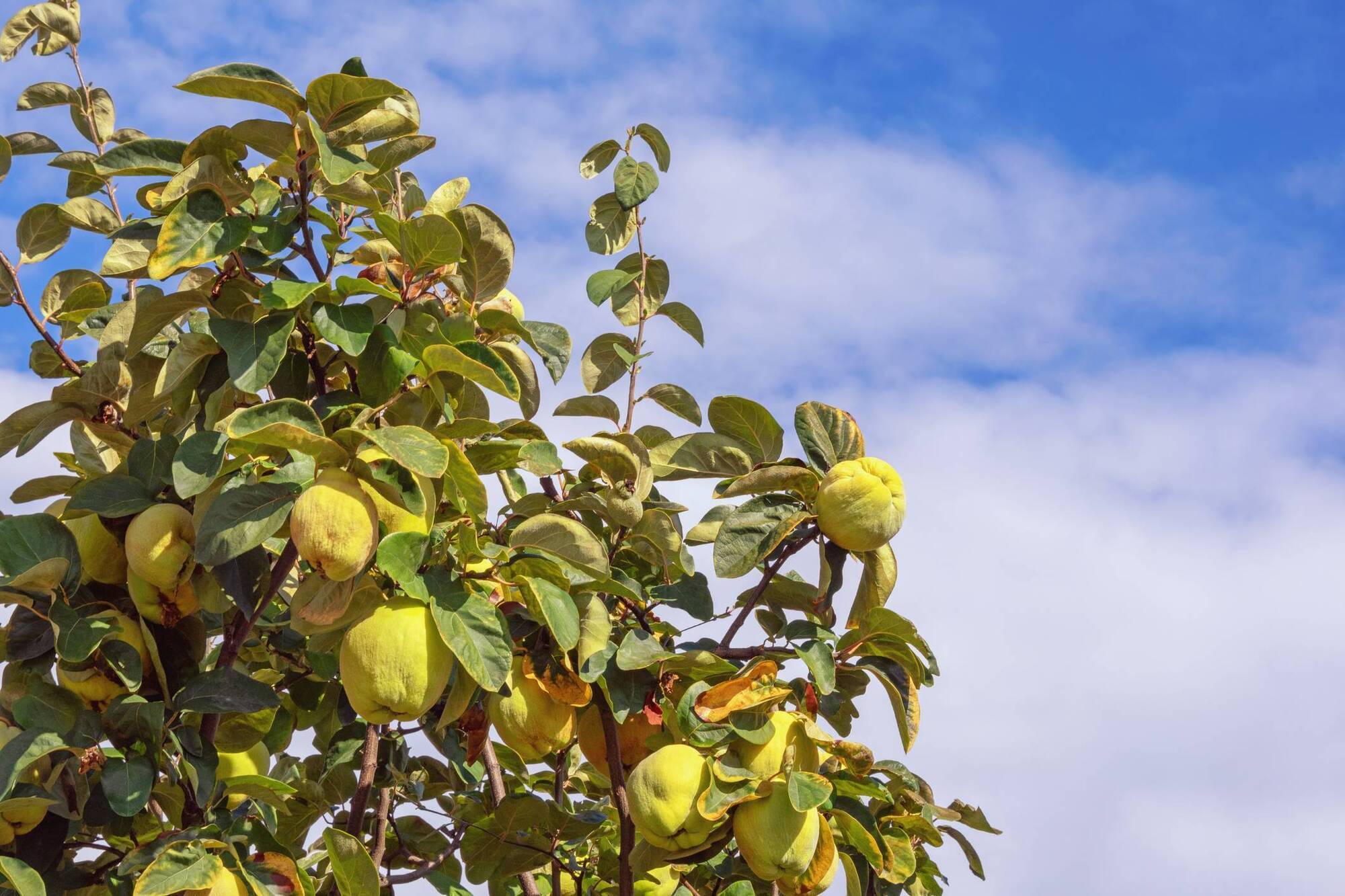 Peter Dowdall: 'Botany & Gardens in Early Modern Ireland' opens a ...