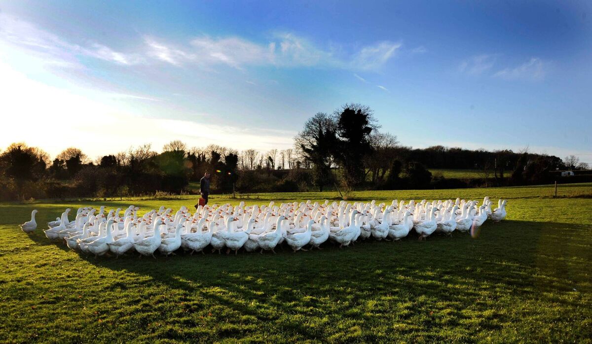 A brief history of the Irish Christmas dinner