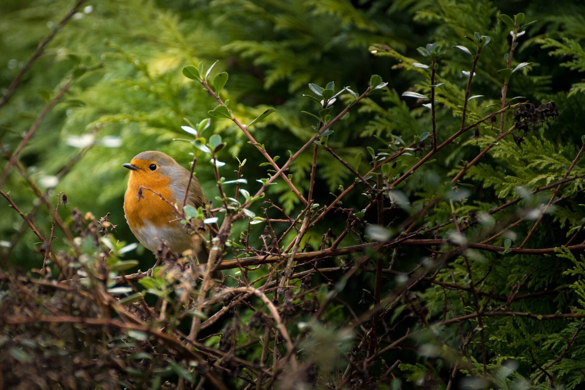 Anja Murray: Nature-based resolutions for a happy 2024