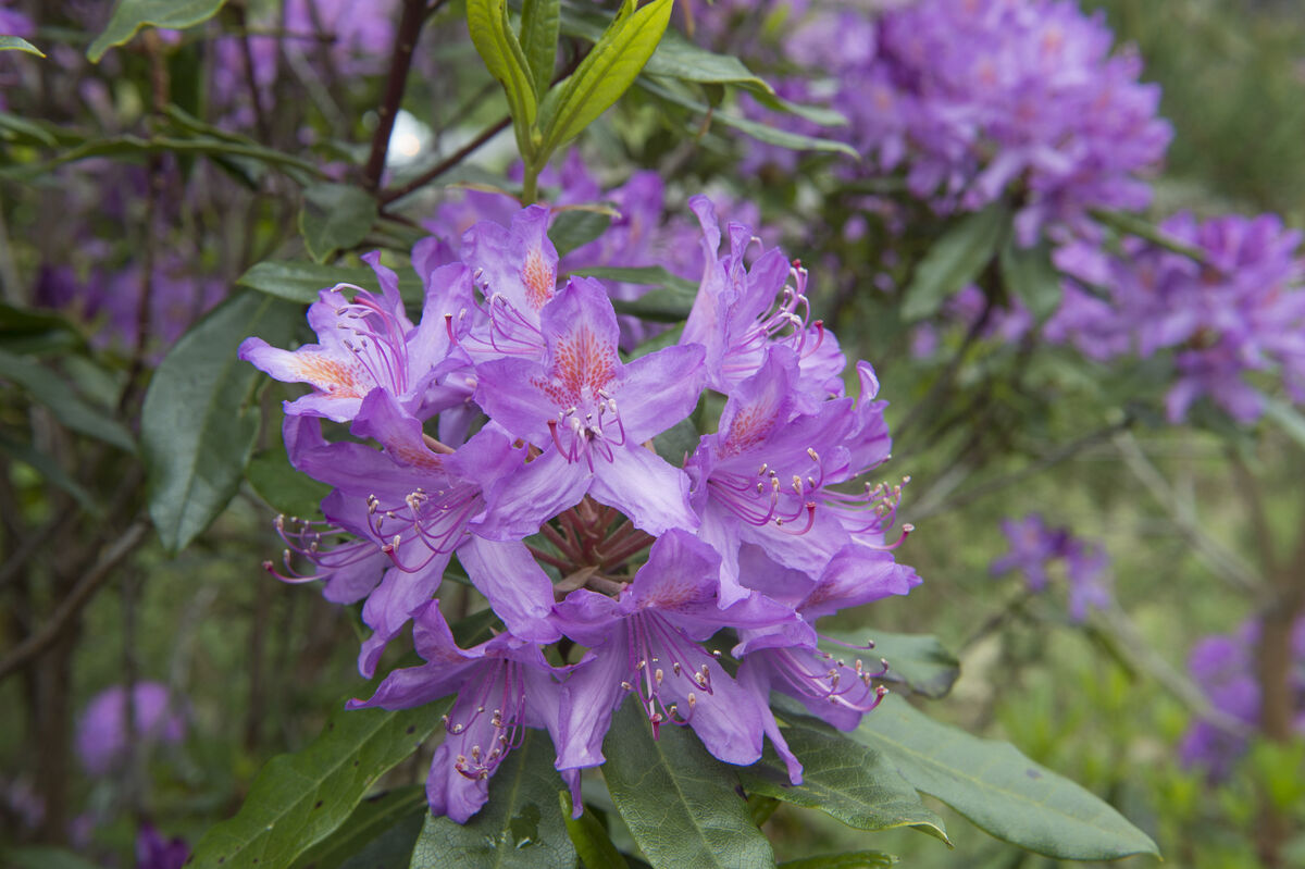 'We are at a critical time' if we want to save Ireland's natural world ...