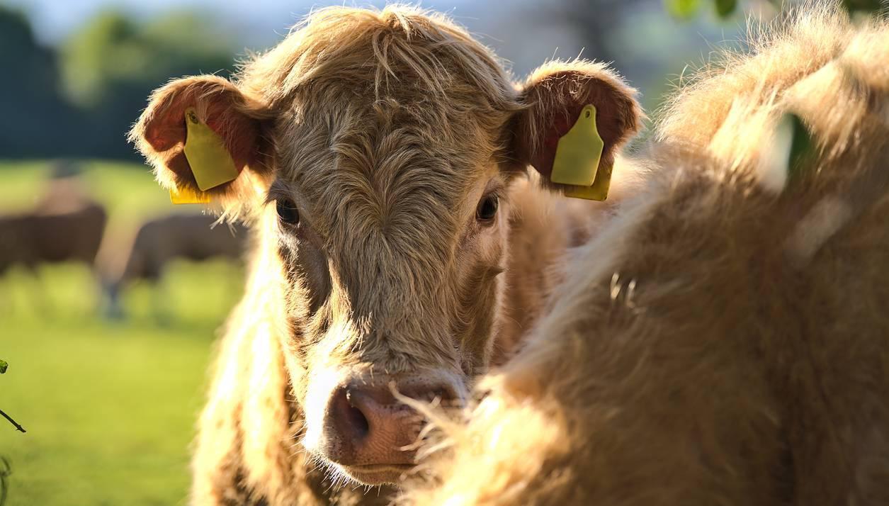 99.9% compliance rate found through residue testing of food-producing ...