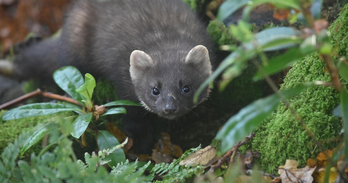 Anja Murray: Our rarest native mammal — the pine marten — is making a ...