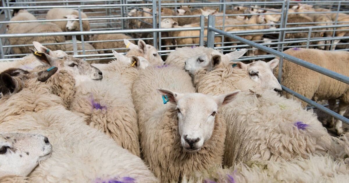 Further cuts for hogget, lamb and sheep prices