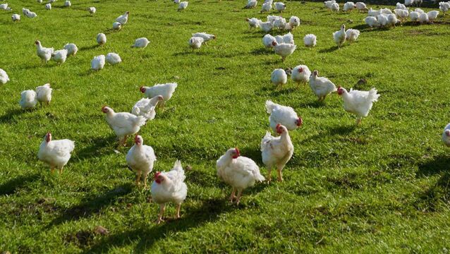 Farming - Pig and Poultry - Irish Examiner