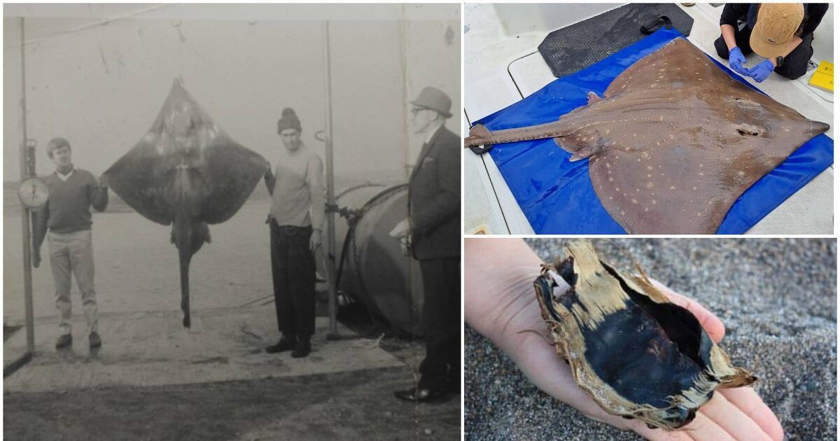 A ray (or skate) of hope: Tracking the world’s largest skates in the ...