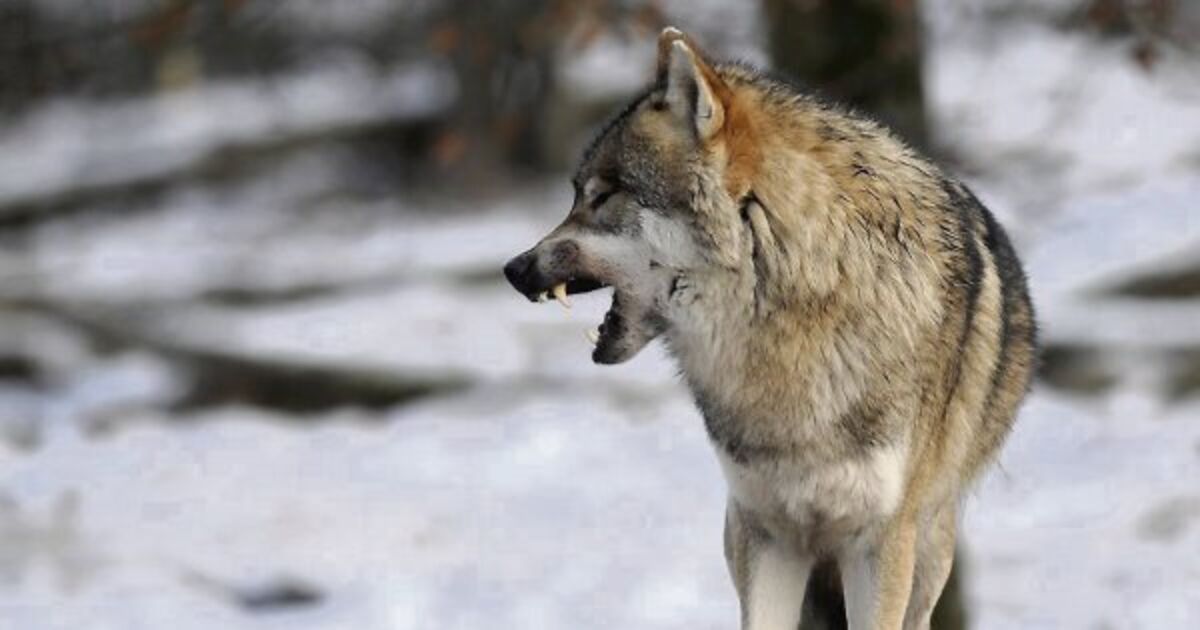 How wolf became beast in French folklore