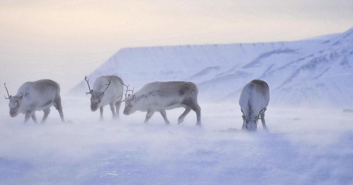 Multi-tasking reindeer continue chewing the cud even when asleep