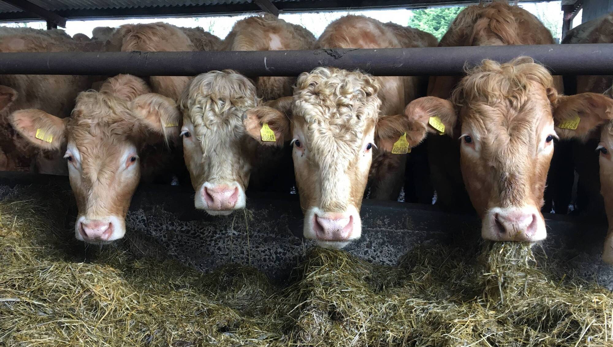 Stephen Cadogan: Irish finishers amongst the world's most profitable