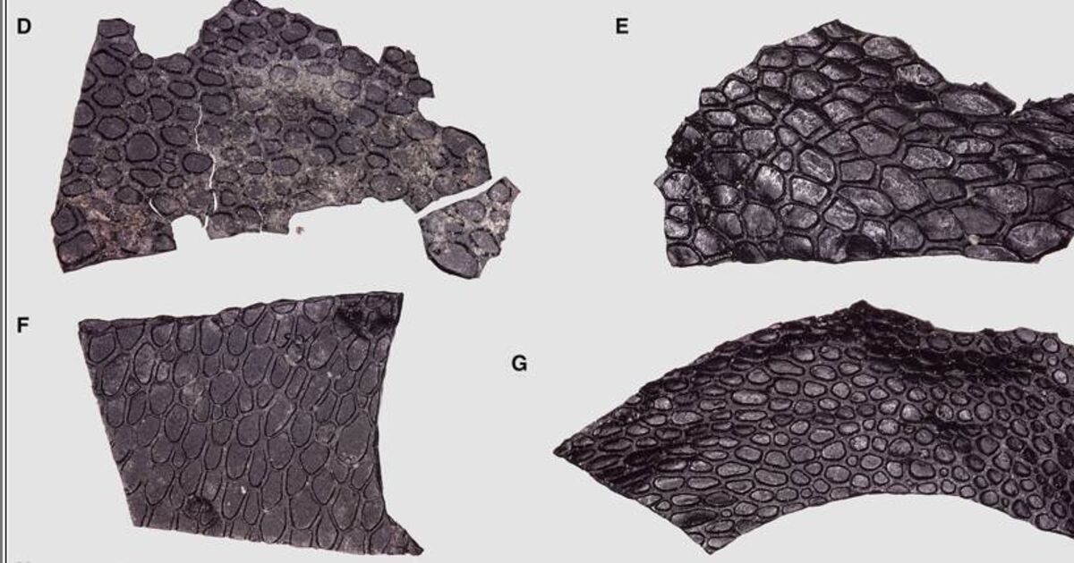 Study describes oldest known evidence of fossilised skin