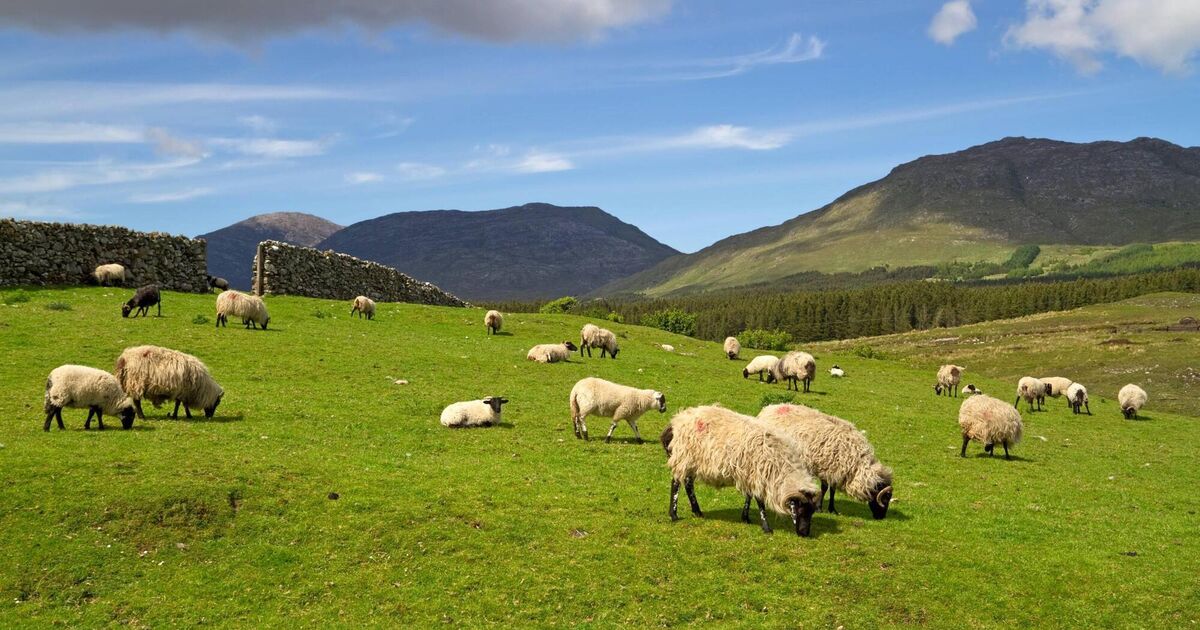 Succession and nutrition on the agenda for Teagasc national sheep ...
