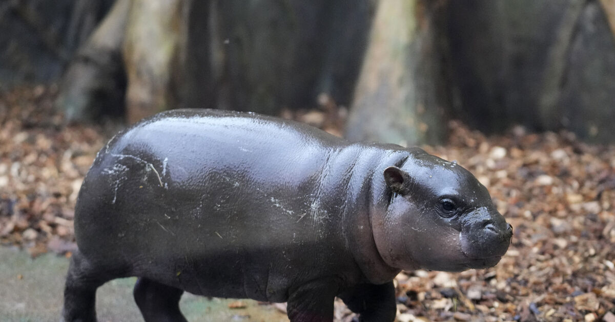 Strike the pose: First photoshoot for rare male pygmy hippo at Czech zoo