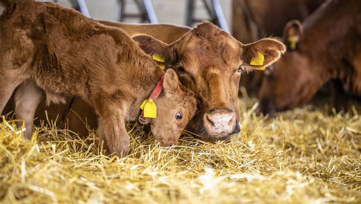 Inspection campaign focused on livestock safety to get underway ahead ...