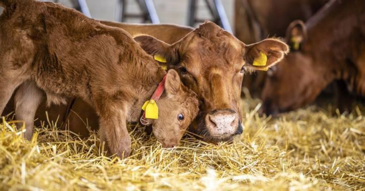 Inspection campaign focused on livestock safety to get underway ahead ...