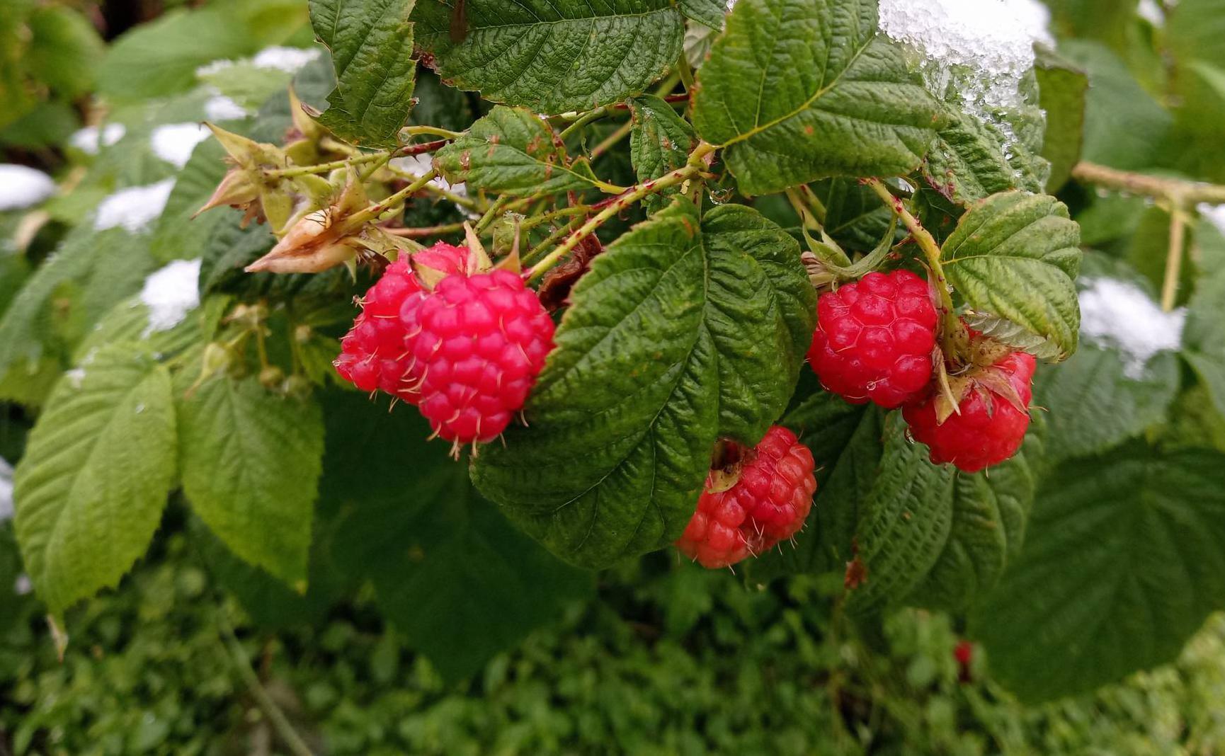 Garden Q&A: Should I prune my raspberry canes in January?