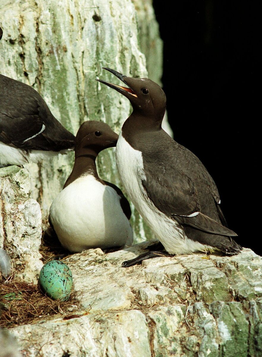 Life and learning on a Connemara seashore — including a bird autopsy