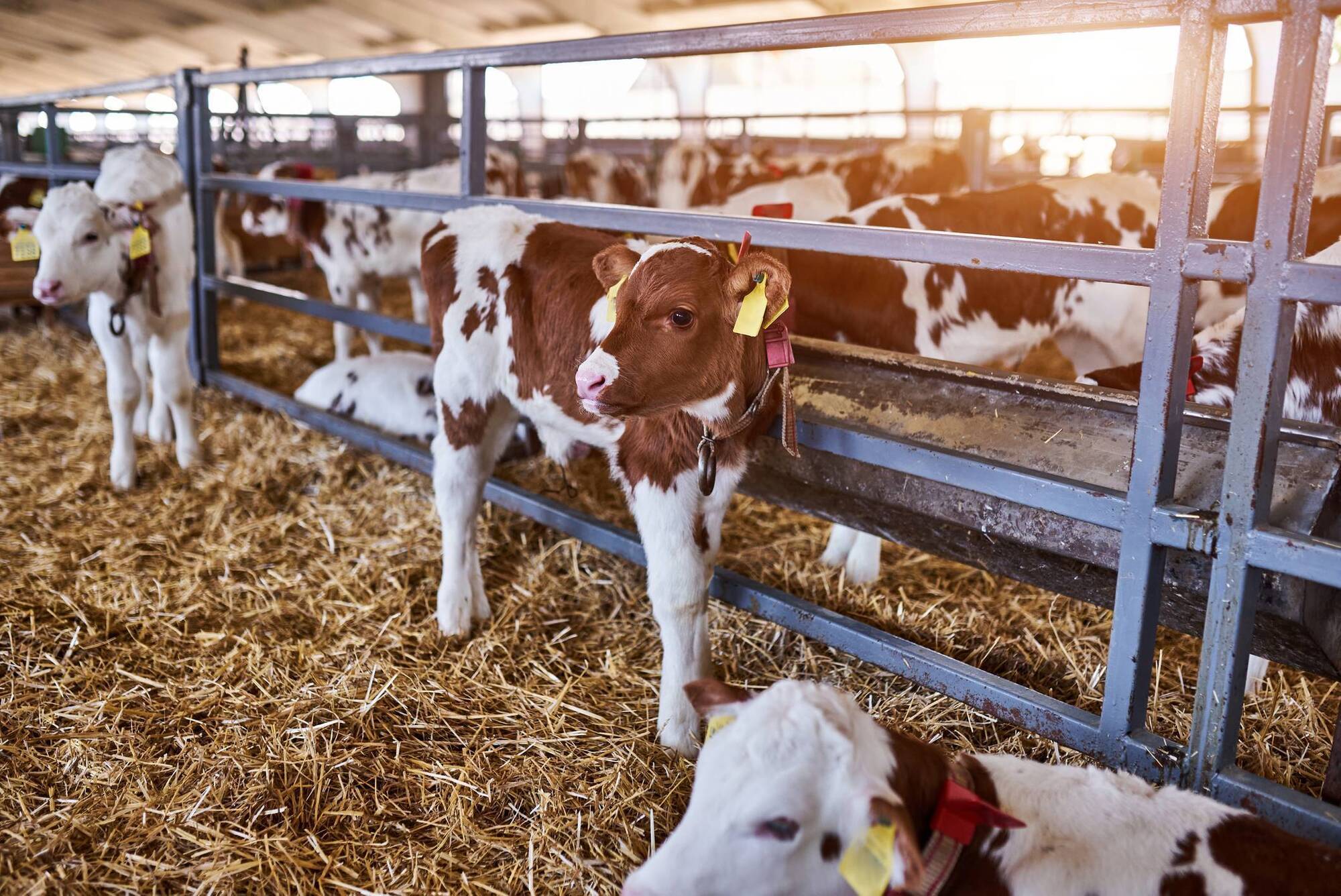 Sourcing calves: What dairy-beef calf rearers should look for in 2024