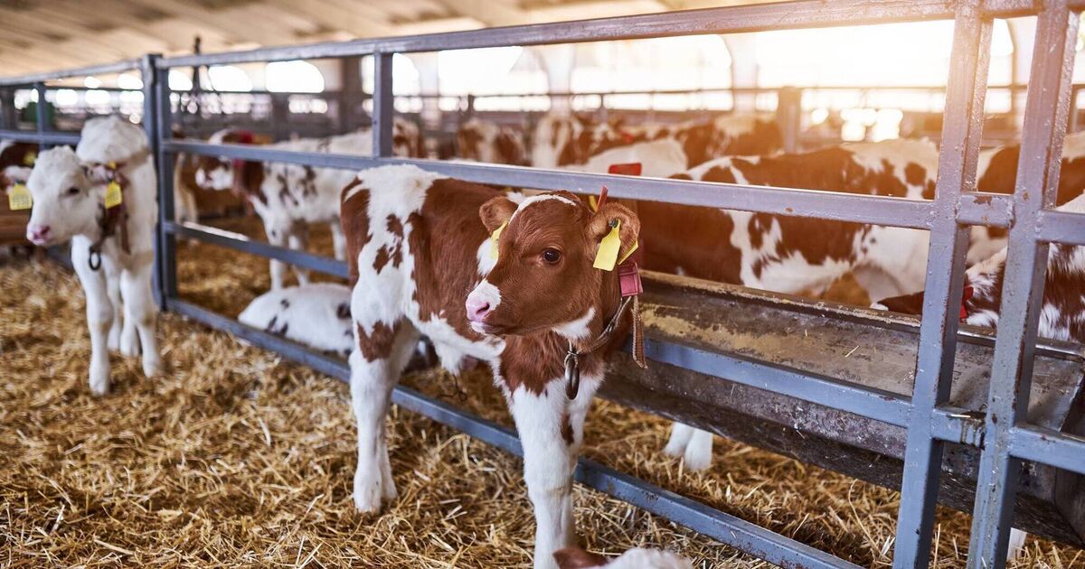 Sourcing calves: What dairy-beef calf rearers should look for in 2024