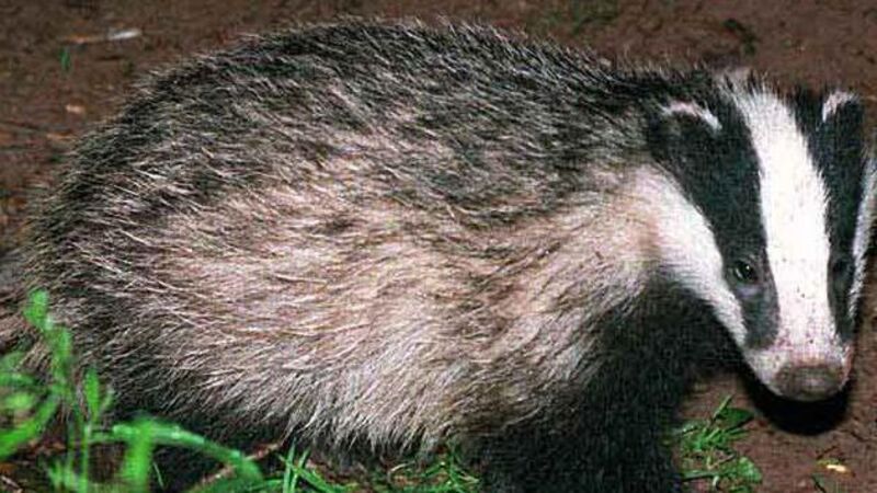 Gardaí appeal for information following 'badger baiting' incident in ...