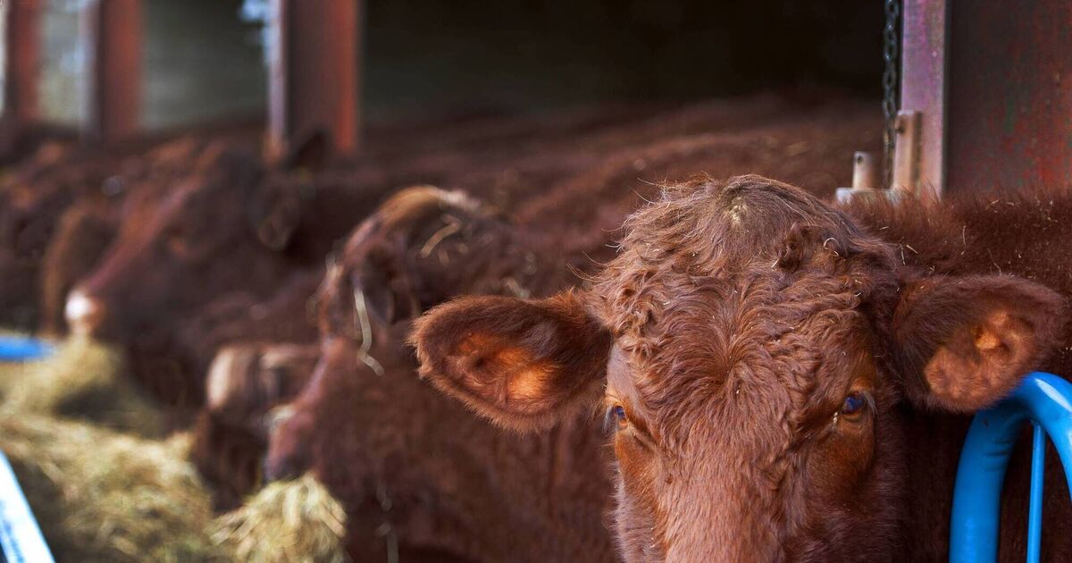 Should I change my beef finishing diet to optimise returns?