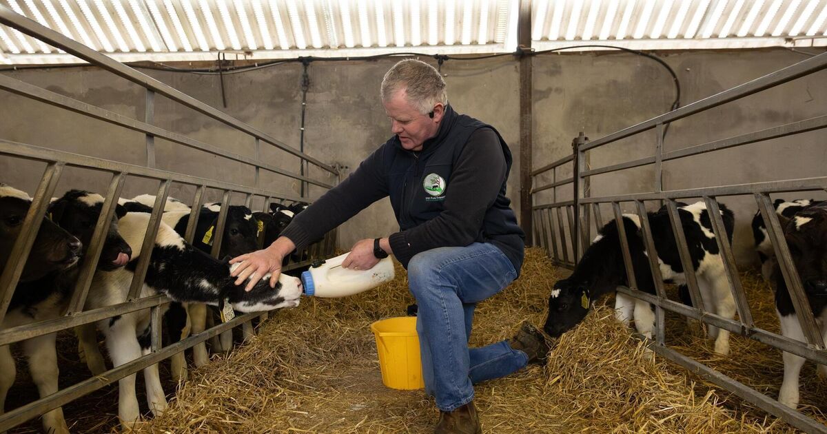 Farmers extremely busy as 50% of dairy cows set to calve before end of ...