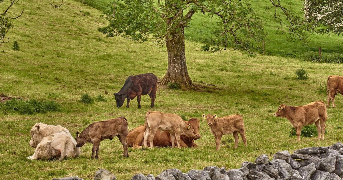 Flexibility for SCEP farmers impacted by ICBF index changes