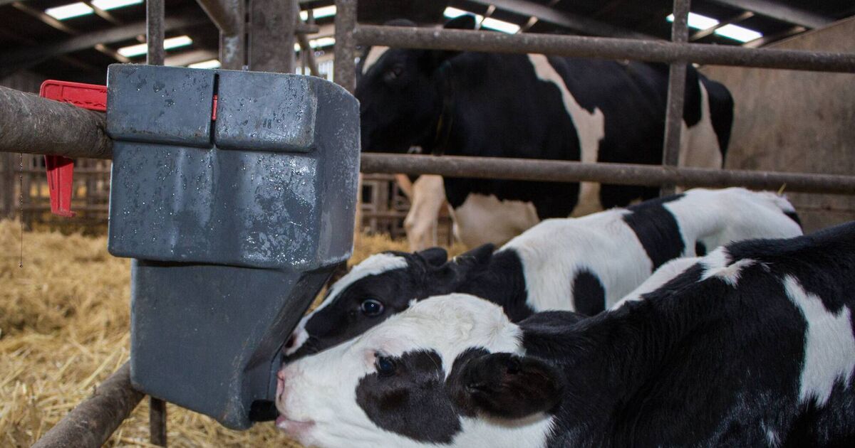 Calf feeding 101 – back to basics